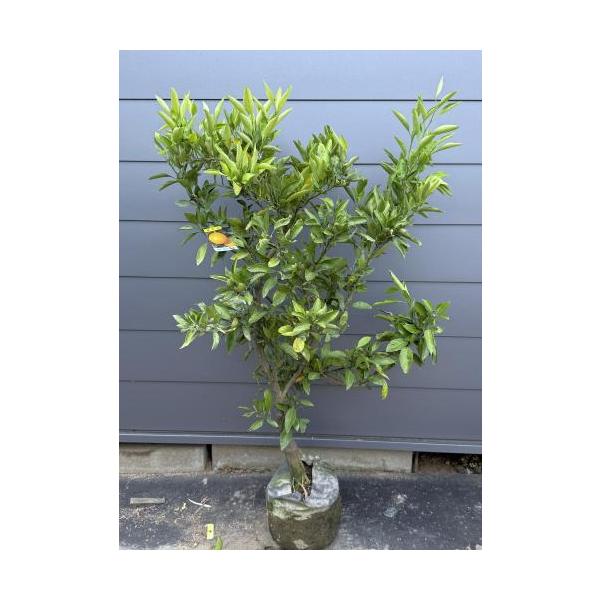庭や鉢植えでミカンの実が楽しめる♪【送料無料でのお届けですので大変お買い得となっております♪】☆商品情報☆大きなミカンの木の苗木です☆宮川早生は秋の早い時期に収穫できる品種です甘くて美味しいミカンをご自宅で楽しめます♪全長　約1.4メートル...