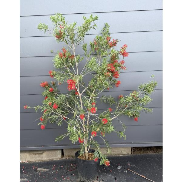 赤いブラシの様な花♪【送料込みでのお届けですので大変お買い得となっております♪】☆商品情報☆ブラシの木（カリステモン）のドーソンリバーです春と秋の２回花を咲かせるオーストラリア原産の品種です赤くブラシの様な形の花が目を引きます常緑樹でサラサ...