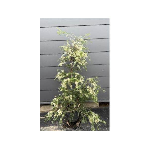 雪が積もった様なふわふわの花♪【送料込みでのお届けですので大変お買い得となっております♪】☆商品情報☆メラレウカ （ティーツリー）の『ブラックティーツリー』です春にふわふわの綿の様な花をいっぱい咲かせ、雪が積もった様にも見えます。幹にはとて...