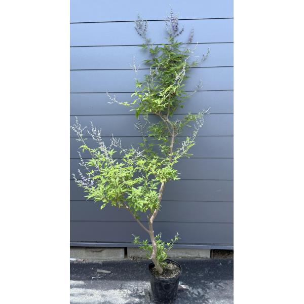 紫花で葉の香が良い西洋ニンジンボック♪【送料無料ですので大変お買い得となっております♪】☆商品情報☆夏から秋にかけて咲く青い花が涼しげな印象でで庭を彩ります繊細で優しい枝も風に揺れて夏場の庭を涼しい印象にしてくれます。※西洋ニンジンボクは南...
