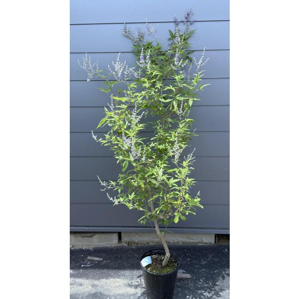 紫花で葉の香が良い西洋ニンジンボック♪【送料無料ですので大変お買い得となっております♪】☆商品情報☆夏から秋にかけて咲く青い花が涼しげな印象でで庭を彩ります繊細で優しい枝も風に揺れて夏場の庭を涼しい印象にしてくれます。※西洋ニンジンボクは南...