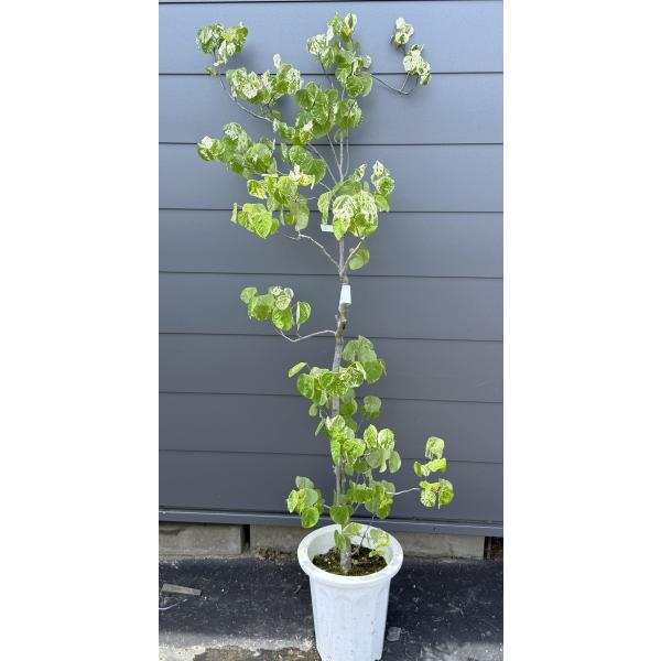 幹にたくさんの花が咲く不思議な木♪【送料無料でのお届けですので大変お買い得となっております♪】☆商品情報☆班入りタイプのアメリカハナスオウです葉っぱもハート形をしていて可愛らしい植木です全長　約1.7メートル樹高　約1.5メートルこちらの販...