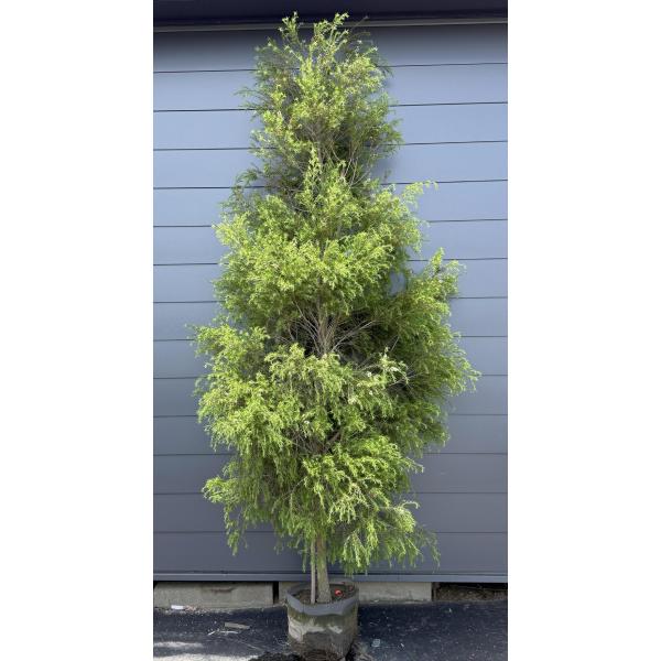 雪が積もった様なふわふわの花♪【送料込みでのお届けですので大変お買い得となっております♪】☆商品情報☆白花のメラレウカ （メディカルツリー）です春にふわふわの綿の様な花を咲かせます。幹にはとても良い芳香があり、樹液からアロマオイルを抽出する...