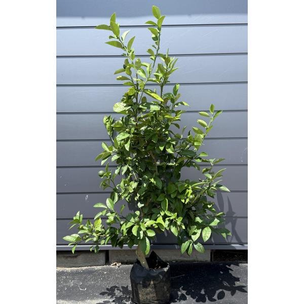 庭や鉢植えでレモンの実が楽しめる♪【送料無料でのお届けですので大変お買い得となっております♪】☆商品情報☆大きなマイヤーレモンの木の苗木です☆レモンの中でも特に希少な品種で、皮が薄く丸い形をしたレモンです酸味がまろやかで、フルーティーな後味...