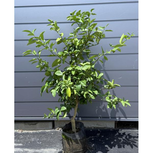 庭や鉢植えでレモンの実が楽しめる♪【送料無料でのお届けですので大変お買い得となっております♪】☆商品情報☆大きなマイヤーレモンの木の苗木です☆レモンの中でも特に希少な品種で、皮が薄く丸い形をしたレモンです酸味がまろやかで、フルーティーな後味...