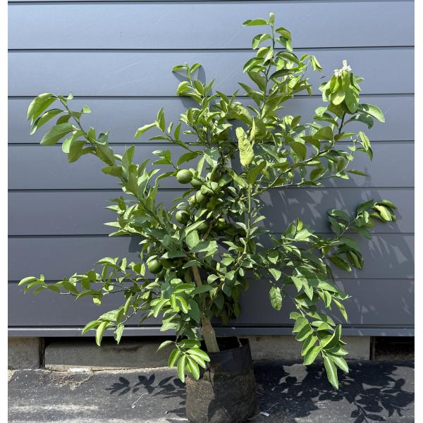 庭や鉢植えでレモンの実が楽しめる♪【送料無料でのお届けですので大変お買い得となっております♪】☆商品情報☆大きなマイヤーレモンの木の苗木です☆レモンの中でも特に希少な品種で、皮が薄く丸い形をしたレモンです酸味がまろやかで、フルーティーな後味...