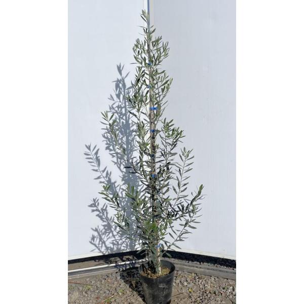 シンボルツリーに人気のオリーブ♪【送料無料でのお届けですので大変お買い得となっております♪】☆商品情報☆人気のオリーブの木の『ハーディーズマンモス』です☆大実でフルーティーな香りのするグラフテッドオリーブでメープルシロップ漬けにされたりもし...