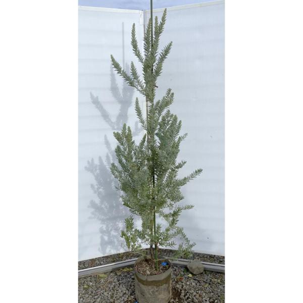 青白い葉が印象的なブルーブッシュ♪【送料無料ですので大変お買い得となっております♪】☆商品情報☆シンボルツリーや雑木の庭を彩る植木としても人気の商品です☆アカシアの中でも青白い葉っぱで幹色も綺麗で存在感のある品種です緑よりも青に近い葉色の樹...