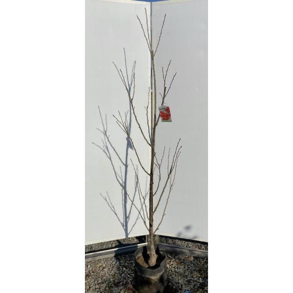 １本で実が成る甘いさくらんぼの木♪【送料込みでのお届けですので大変お買い得となっております♪】☆商品情報☆大きなサクランボの果樹苗木です！甘くて美味しいさくらんぼをご自宅で楽しめます大きな苗木ですので、早期に大量の収穫を期待できます☆暖地サ...