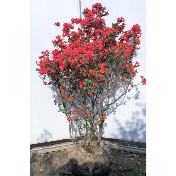 燃える様な赤花が圧巻のツツジ♪【送料無料でのお届けですので大変お買い得となっております♪】☆商品情報☆思わず息を呑む程の美しさの花が咲き誇る本霧島ツツジです燃えるようニ咲き乱れる姿は圧巻です！全長　　約1.7メートル程度樹高　　約1.5メー...