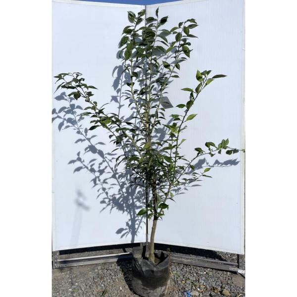 庭や鉢植えでカボスの実が楽しめる♪【送料無料でのお届けですので大変お買い得となっております♪】☆商品情報☆大きなかぼすの木の苗木です☆カボスは柑橘類の中でも独特の香りが楽しめる品種です♪料理や薬味にと幅広く使えます♪全長　約1.7メートル樹...