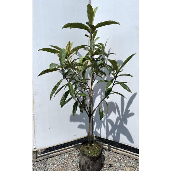 超希少な最新品種『なつたより』♪【送料込みでのお届けですので大変お買い得となっております♪】☆商品情報☆日本で生まれた大実の早生品種でのビワの木です♪種苗登録品種(特許)の為、流通量も少なくビワの木の中でも希少な品種です。特に大きななつたよ...