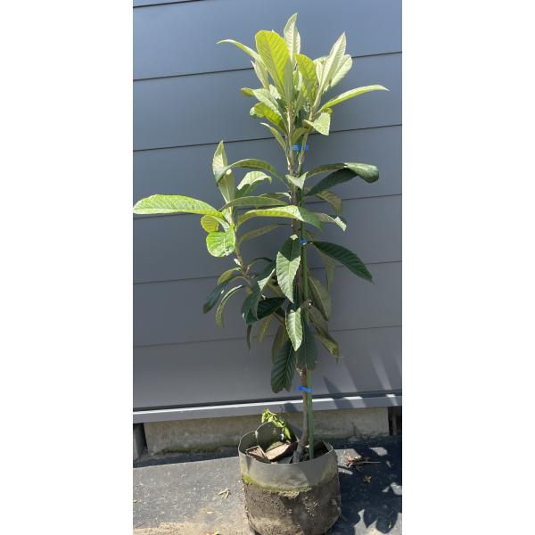 超希少な最新品種『なつたより』♪【送料込みでのお届けですので大変お買い得となっております♪】☆商品情報☆日本で生まれた大実の早生品種でのビワの木です♪種苗登録品種(特許)の為、流通量も少なくビワの木の中でも希少な品種です。特に大きななつたよ...