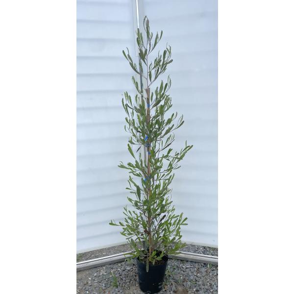 存在感抜群のドドナエア・プルプレア♪【送料込みでのお届けですので大変お買い得となっております♪】☆商品情報☆ドドナエア『ポップブッシュ　プルプレア/ビスコーサ』ですオージープランツに中でも銅葉に紅葉していく常緑樹で存在感抜群の品種です♪細長...