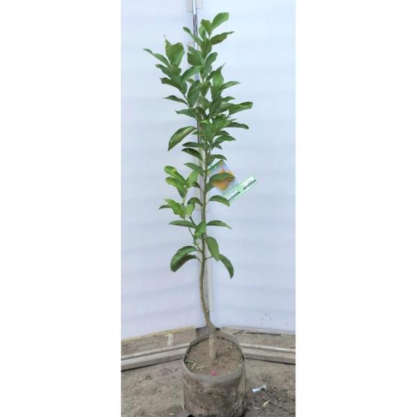 植物版特許の種苗登録された品種『りのか』♪【送料込みでのお届けですので大変お買い得となっております♪】☆商品情報☆大きな璃の香(りのか)レモンの木の苗木です☆日本で生まれた大実品種で種が少なく柔らかい酸味で果汁たっぷりのレモンです種苗登録品...