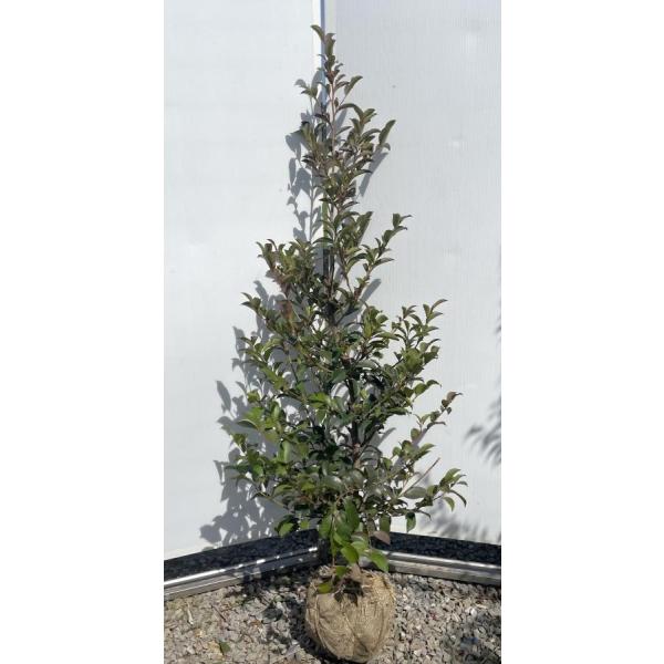 神事にも欠かせないサカキの木♪【送料込の価格ですので大変お買い得となっております♪】☆商品情報☆大きな榊/サカキ　の大苗です☆神聖な神事に葉っぱが使われる樹木です６月頃に可愛らしい花を咲かせ、秋には小さな黒い実を成らせます全長　約1.7メー...