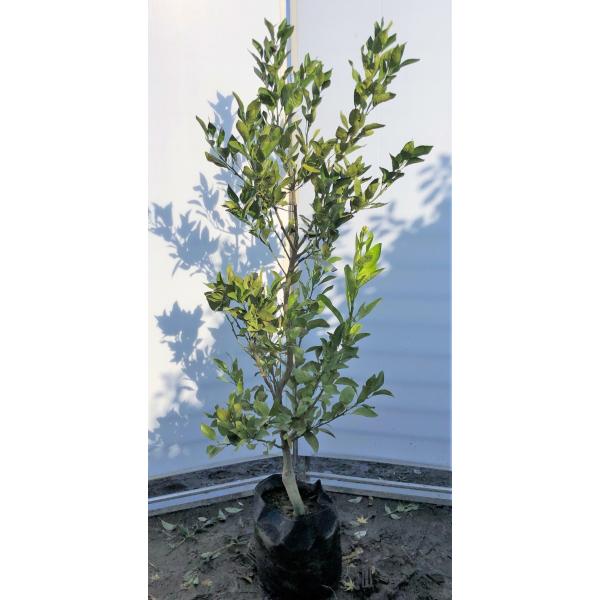 庭や鉢植えでミカンの実が楽しめる♪【送料無料でのお届けですので大変お買い得となっております♪】☆商品情報☆大きなミカンの木の苗木です☆不知火/シラヌイは比較的新しい品種でおいしさも抜群です♪甘くて美味しいミカンをご自宅で楽しめます♪全長　約...
