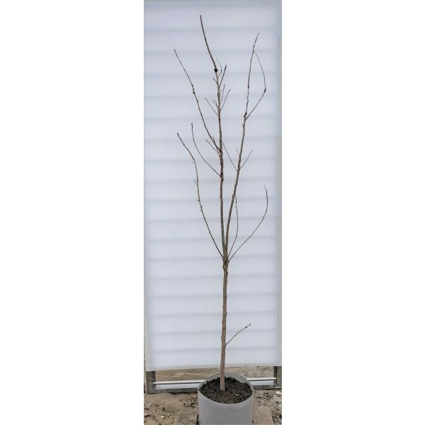 一番人気のソメイヨシノ桜♪【送料無料でのお届けですので大変お買い得となっております♪】☆商品情報☆染井吉野桜　(ソメイヨシノ桜)圧巻の美しさで広く愛される桜です☆説明不要の人気の桜です♪全長　約1.5メートル樹高　約1.3メートルこちらの販...