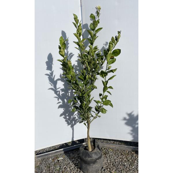 庭や鉢植えでミカンの実が楽しめる♪【送料無料でのお届けですので大変お買い得となっております♪】☆商品情報☆大きなミカンの木の苗木です☆はるかは比較的新しい品種でおいしさも抜群です♪甘くて美味しいミカンをご自宅で楽しめます♪全長　約1.4メー...