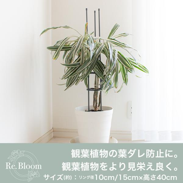 観葉植物 おしゃれ 葉ダレ 防止 タワー フェンス 支柱 園芸 ガーデニング 家庭菜園 DIY商品名Re.Bloom リングサポート 全2規格仕様・特徴・観葉植物の葉ダレ防止に！・観葉植物をより美しく仕立てます。・後付け可能な観葉植物用のサ...