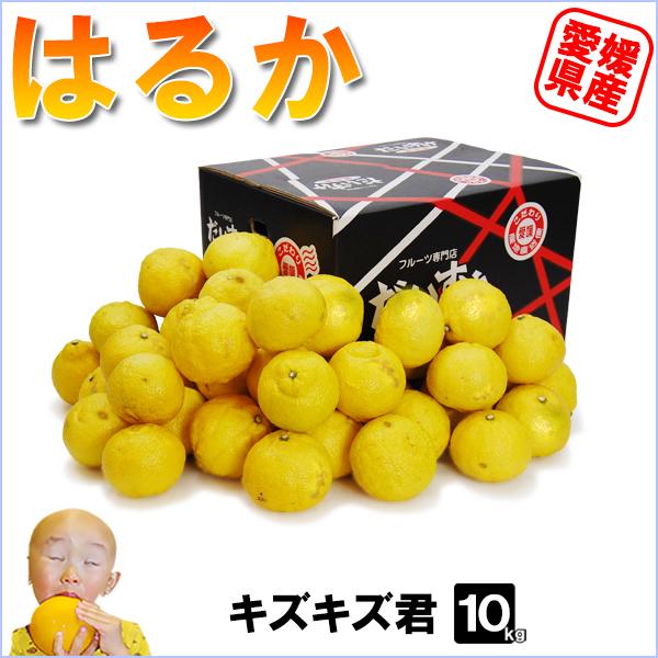 【発売日：2026年02月17日】「はるか」の優しい黄色を見ていると何となく元気が出るような気がします。ほかの柑橘よりもまあるくコロンとした可愛い形と優しい美味しさ。ボリューム満点でお手頃価格の「はるか」 をたくさんどうぞ！