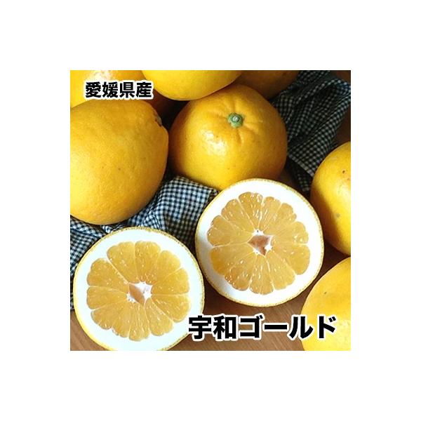 愛媛県産の「宇和ゴールド」は、河内晩柑や夏文旦、美生柑とも呼ばれ全国で愛されている柑橘です。香りが爽やかで、グレープフルーツに似た爽やかな風味が特徴で、とてもジューシーです。みかんのような甘さと柑橘の酸味が絶妙に調和しています。商品名：宇和...