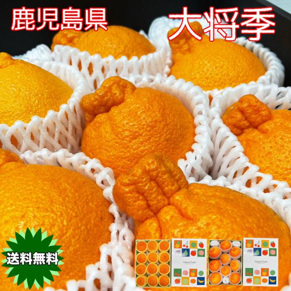 商品名：大将季 デコポン産地：鹿児島内容量：化粧箱　9玉入賞味期限：商品到着後なるべく早めにお召し上がりください。販売者：大和屋旬果庵