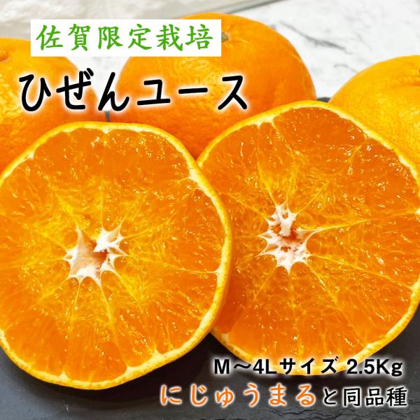 佐賀県が開発した高級ブランド柑橘「にじゅうまる」と同品種で、選果基準に惜しくも達しなかったものとなります。肥前の国の荒削りな輝く原石という意味を込めて「ひぜんユース」と命名されました。佐賀県でしか栽培されない希少な柑橘をぜひご賞味ください。...