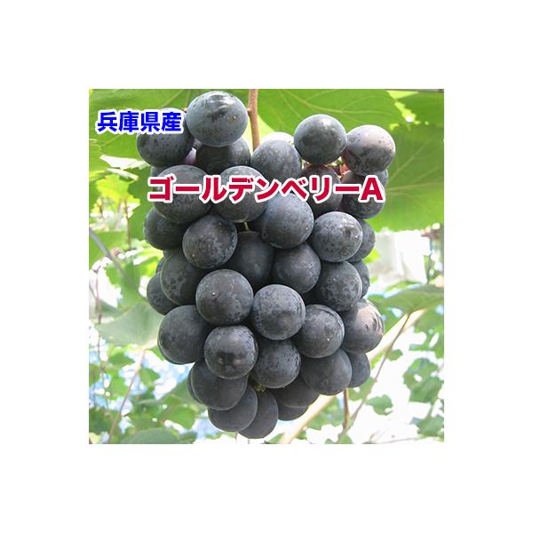 【発売日：2026年08月05日】兵庫県産ゴールデンベリーAは、自然と調和した環境で丁寧に育てられた、安心と信頼のぶどうです。糖度16度以上を保証した高品質な果実で、甘みと酸味のバランスがよく、ひと粒からあふれるジューシーな味わいをお楽しみ...