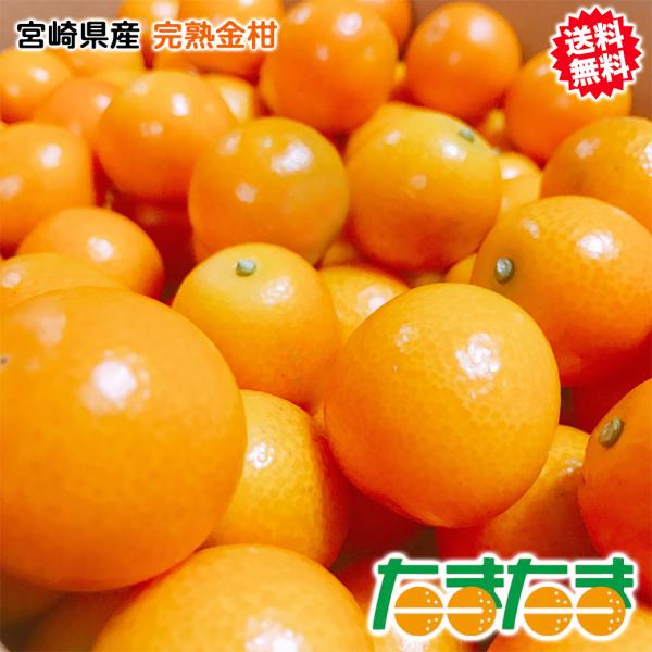 【発売日：2026年01月20日】商品名：完熟金柑たまたま産地：宮崎県内容量：L〜3Lサイズ　約1Kg賞味期限：商品到着後なるべくお早めにお召し上がりください。販売者：大和屋　旬果庵