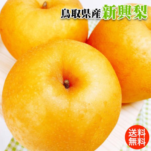 【発売日：2026年10月05日】鳥取県産の新興梨は、甘みと酸味が絶妙に調和したジューシーな味わいが特徴です。形は少しユニークで、肩の部分がぽってりとしています。秋から冬にかけての季節にぴったりで、お歳暮にもおすすめです。商品名：新興梨産地...