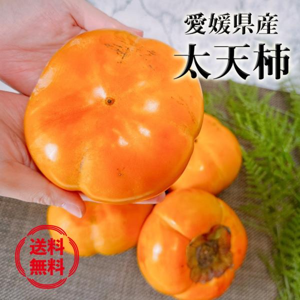 【発売日：2026年11月10日】商品名：太天柿 たいてんがき（福嘉来）　産地：愛媛県内容量：約3Kg　6-8玉賞味期限：商品到着後お早めにお召し上がりください販売者：大和屋　旬果庵