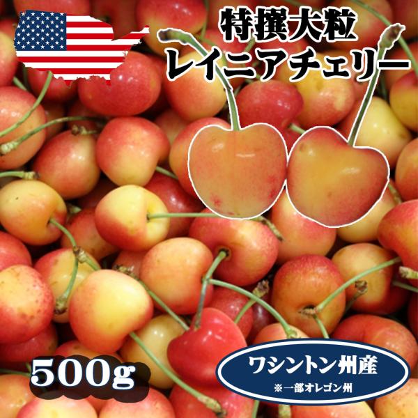 商品説明名　称:ワシントン州 アメリカンチェリー 大粒レイニアチェリー　大粒【500g】高級アメリカンレイニアチェリー原産地:アメリカ・ワシントン州産（稀にオレゴン州産)内容量:1箱 約500g　大粒サイズ　化粧箱入り　最高級贈答用ギフトコ...