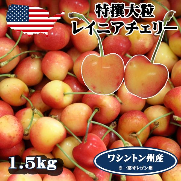 商品説明名　称:ワシントン州 アメリカンチェリー 大粒レイニアチェリー　大粒【1.5kg】高級アメリカンレイニアチェリー原産地:アメリカ・ワシントン州産（稀にオレゴン州産)内容量:1箱 約1.5kg　大粒サイズ　化粧箱入り　最高級贈答用ギフ...