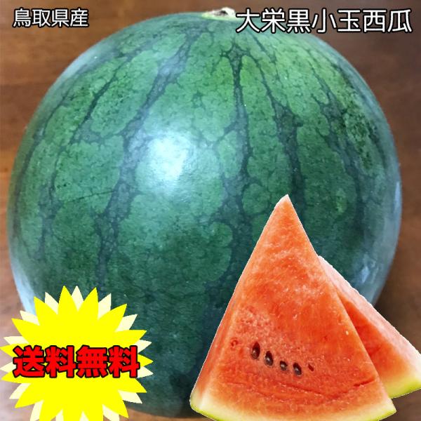 鳥取県産 大栄 黒小玉西瓜  3Lサイズ 3玉入 送料無料 鳥取県 西瓜 大栄 すいか 小玉西瓜 ギフト スイカ 敬老の日