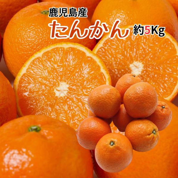 たんかんは、ポンカンとネーブルオレンジを掛け合わせたタンゴールの一種です。亜熱帯性柑橘類で、高温を好むため、南国のみかんとして親しまれるようになりました。国内生産量の約80％が鹿児島県で栽培されています。食品　20220707R