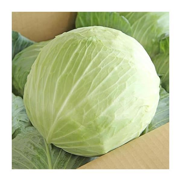 安心・安全の国産大根を新鮮な状態でお届けします♪