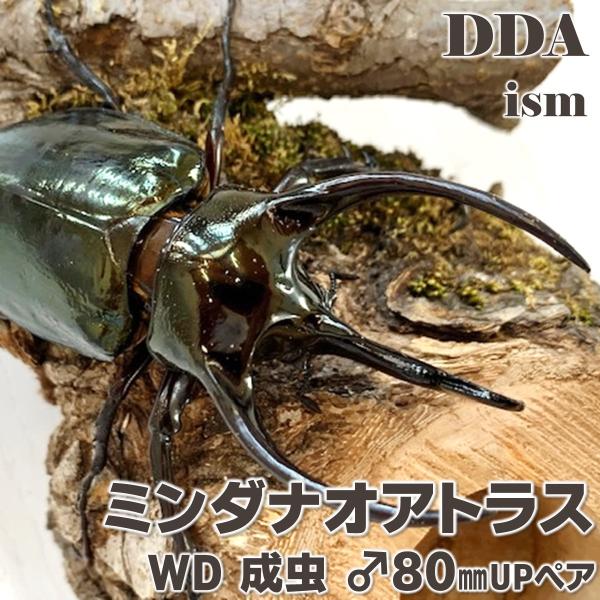 (産地:ミンダナオ島 マラグサン産 天然個体) (種類（昆虫）:ミンダナオアトラス ♂♀成虫ペア サイズフリー) (注意:画像は同等のイメージとなります。) かぶとむし 大型 子供 こども 春休み 夏休み 冬休み 観察 飼育 プレゼント ギ...