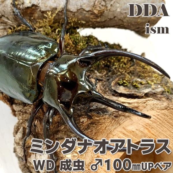 (産地:ミンダナオ島　マラグサン山　天然個体) (種類（昆虫）:ミンダナオアトラス ♂♀成虫ペア サイズフリー) (注意:画像は同等のイメージとなります。) かぶとむし 大型 子供 こども 春休み 夏休み 冬休み 観察 飼育 プレゼント ギ...