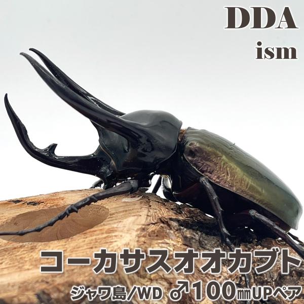 (産地:ジャワ島産 天然個体) (種類（昆虫）:コーカサスオオカブト ♂♀成虫ペア ♀サイズフリー) (注意:画像は同等のイメージとなります。※野外品の為、ダニ、キズ、多少の欠けはご了承ください) かぶとむし 大型 子供 こども 春休み 夏...