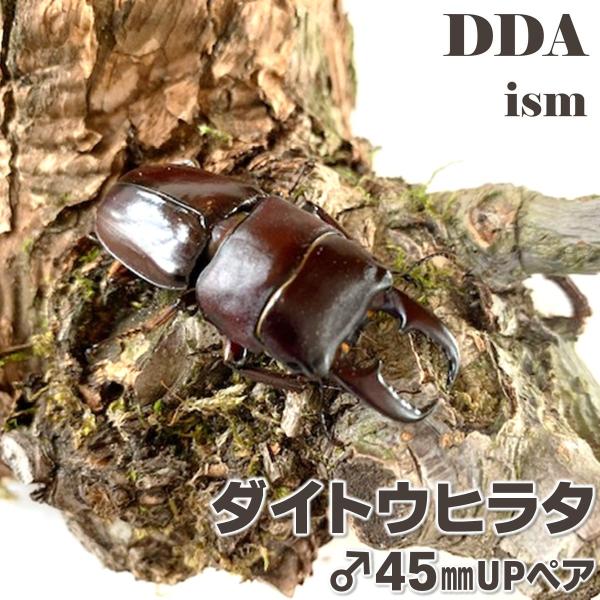 (産地:沖縄県/北大東島産CB) (種類（昆虫）:ダイトウヒラタ ♂♀成虫ペア ♀サイズフリー) (注意:画像は同等のイメージとなります。) くわがた