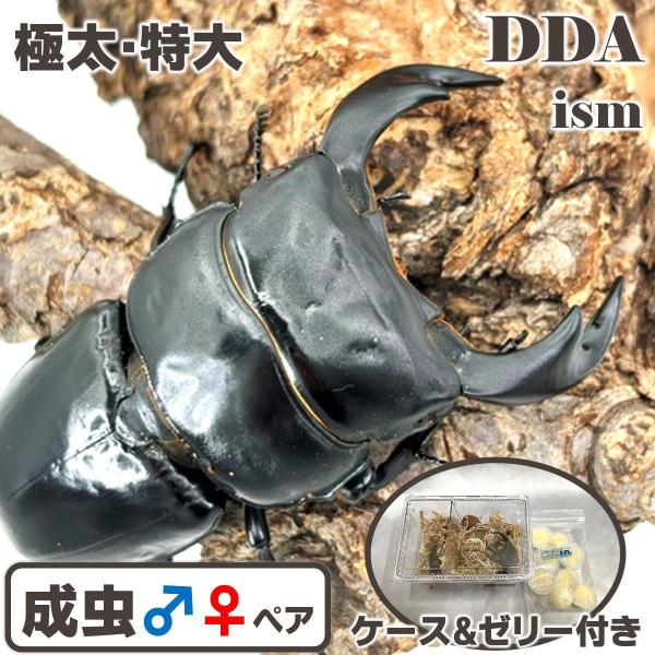 90系 大型ライン〜(2本返しで90up複数)極太・特大 ♂88.1mm? 2026年 5/下旬 羽化　CBF-1同ライン ♀51.0mm 2026年 6/上旬 羽化　CBF-2