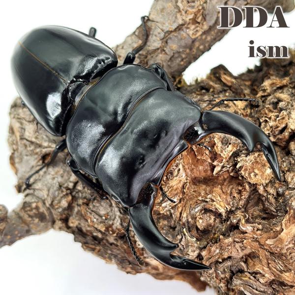 (産地:インド ガントク CB) (種類（昆虫）:インドアンタエウス・オオクワガタ♂♀成虫ペア ♀サイズフリー) (注意:画像は同等のイメージとなります。) くわがた