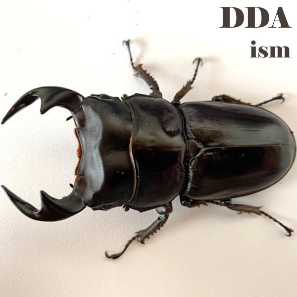 (産地:キャメロンハイランド CB) (種類（昆虫）:マレーアンタエウス・オオクワガタ ♂♀成虫ペア ♀サイズフリー) (注意:画像は同等のイメージとなります。) くわがた