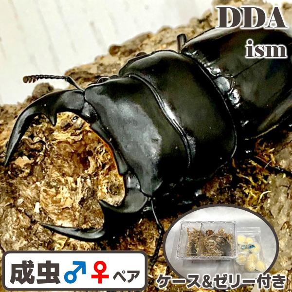 (産地:ミャンマー/カチン産CB) (種類（昆虫）:カチン/アンタエウス・オオクワガタ♂♀成虫ペア ♀サイズフリー) (注意:画像は同等のイメージとなります。) くわがた