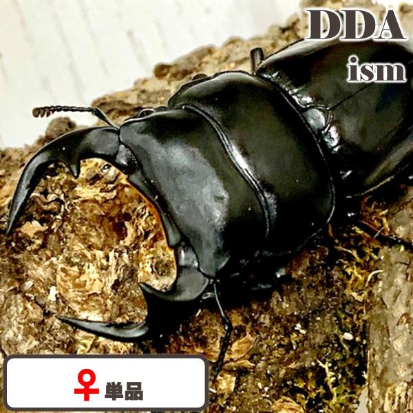 (産地:ミャンマー/カチン産CB) (種類（昆虫）:カチン/アンタエウス・オオクワガタ 成虫 ♀サイズフリー) (注意:画像は同等のイメージとなります。) くわがた