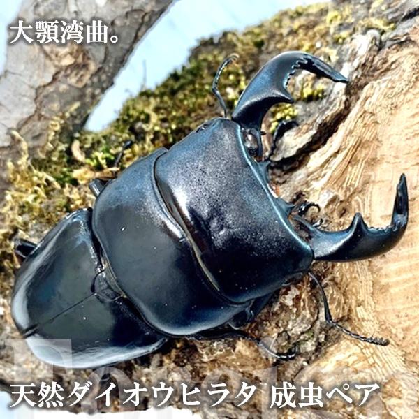 (産地:東ジャワ アルゴプーロ 天然個体) (種類（昆虫）:ダイオウヒラタ ♂♀成虫ペア ♀サイズフリー) (注意:画像は同等のイメージとなります。) くわがた
