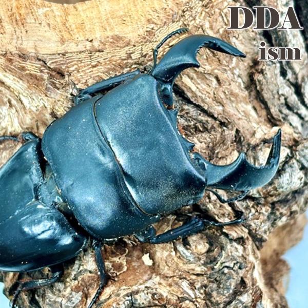 (産地:東ジャワ イジェン産 天然個体) (種類（昆虫）:ダイオウヒラタ ♂♀成虫ペア ♀サイズフリー) (注意:画像は同等のイメージとなります。天然の為、スレ、キズ、麻痺、軽微な欠け等はご了承ください) くわがた