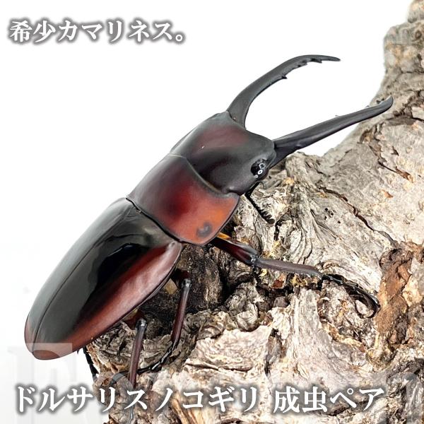 (産地:ルソン島 カマリネスMtイサロン CB) (種類（昆虫）:ドルサリスノコギリ 成虫♂♀ペア ♀サイズフリー) (注意:画像は同等のイメージとなります。) くわがた