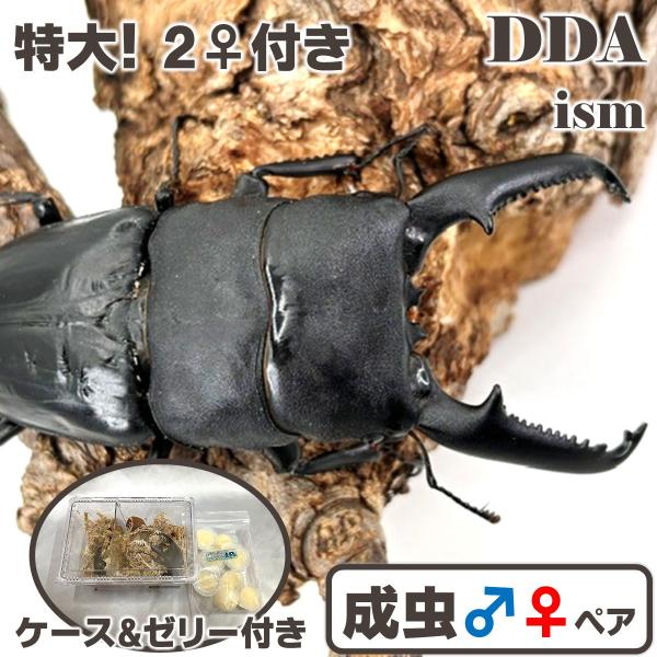 特大♂110.5mm H33.8mm B35.5mm2026年 3/中旬羽化♀52.0mm 2025年 11/中旬羽化♀40mm 2025年 9月 羽化シリアルカード付き　kuniギネス・ライン